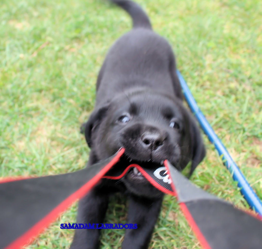 More Photos – Samadam Registered Labrador Retrievers