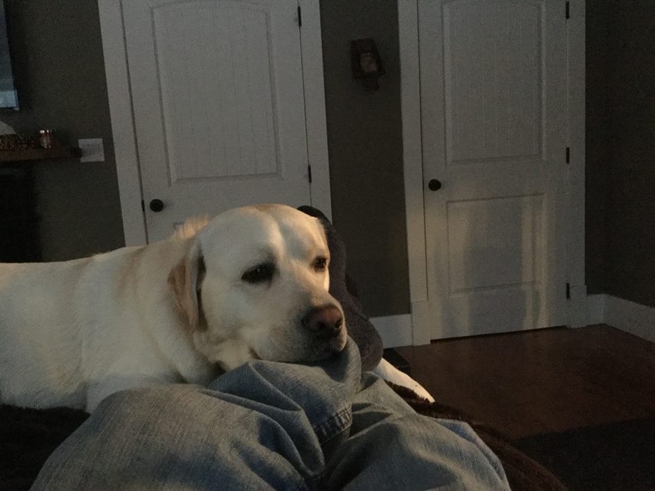 More Photos – Samadam Registered Labrador Retrievers